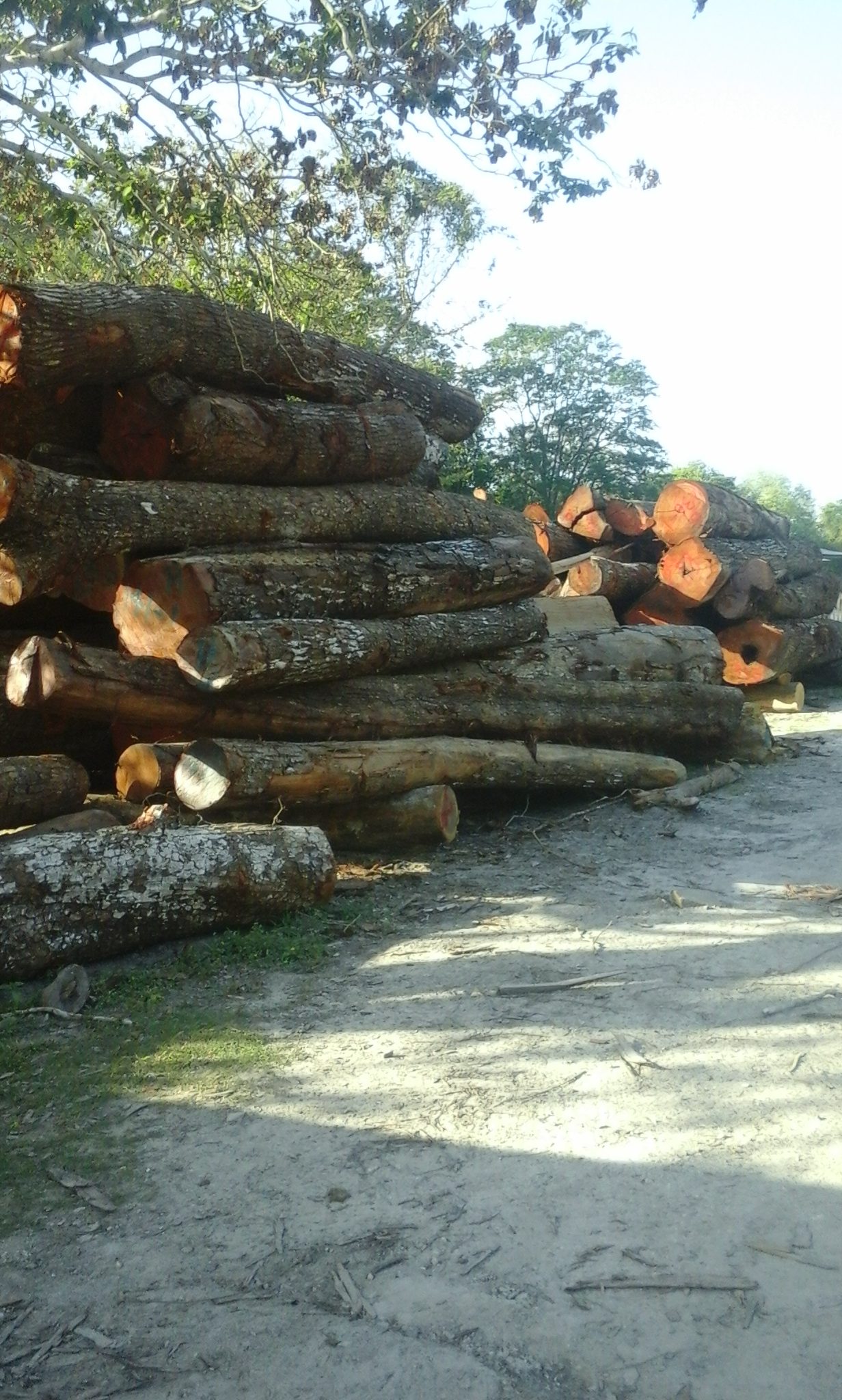 Manejo forestal comunitario – Organización Manejo y Conservación